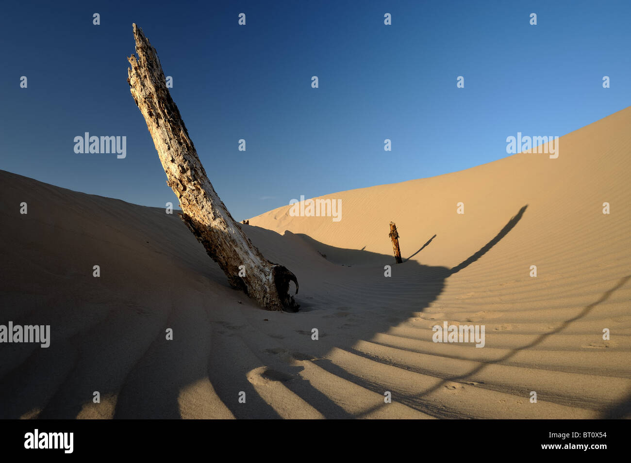 Dead trees sand dune hi-res stock photography and images - Alamy
