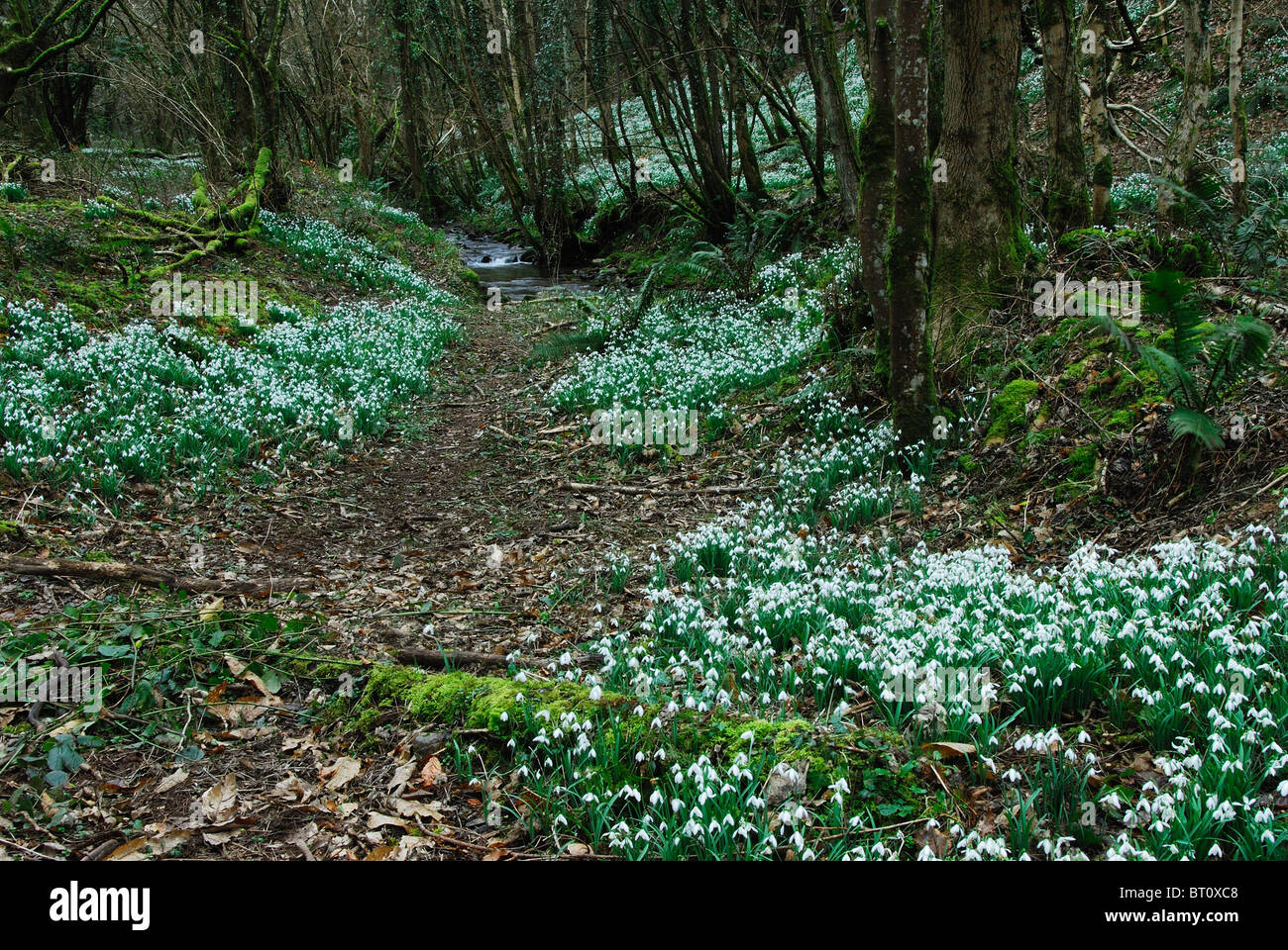A path through the snowdrop Valley, Exmoor, UK. February 2008 Stock ...