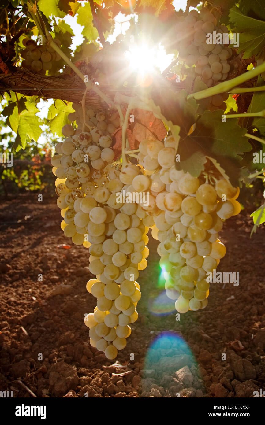 Uvas moscatel en Mollina Málaga Andalucía España Muscat grapes in ...