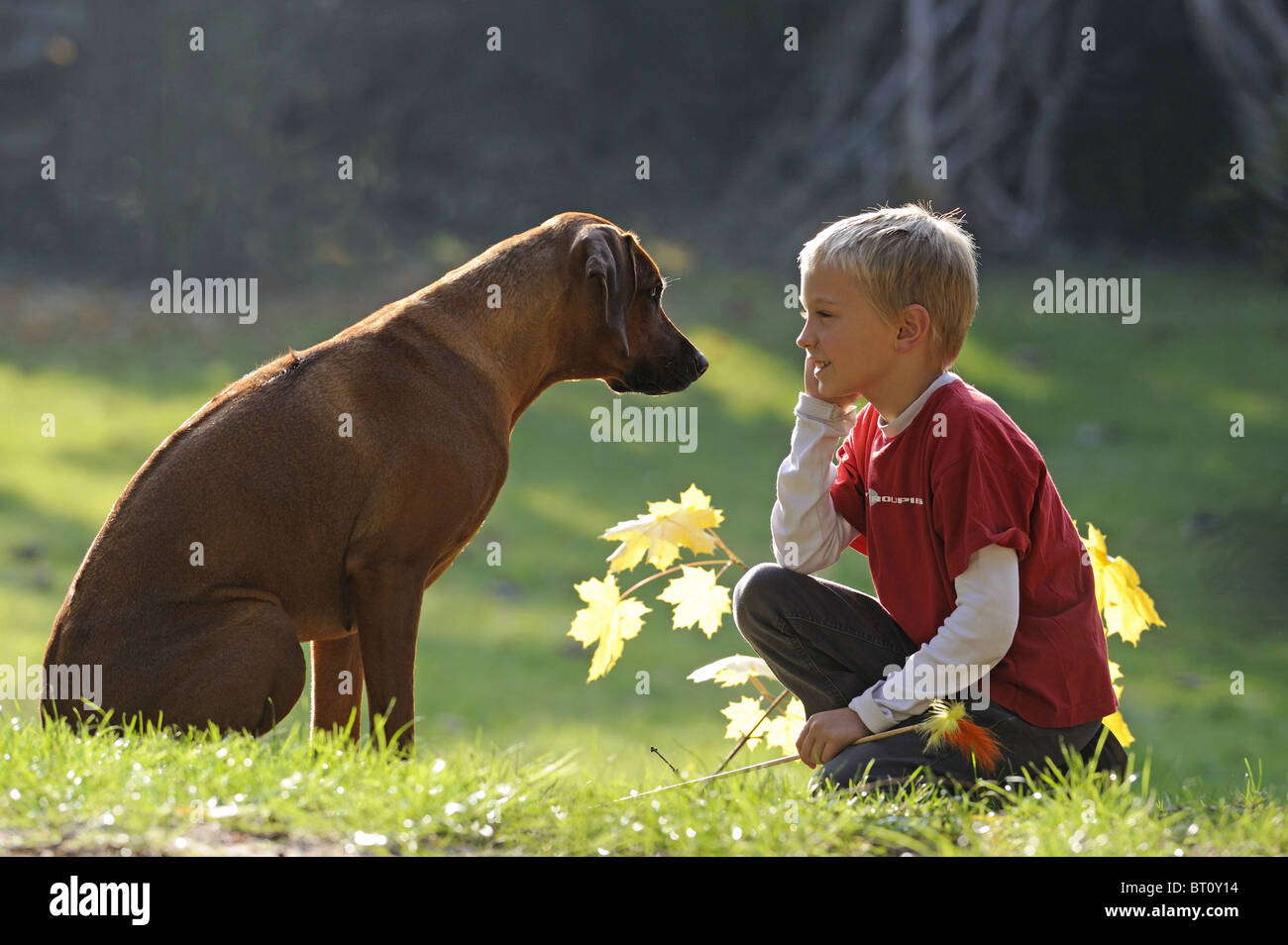 Rhodesian Ridgeback (Canis lupus familiaris). Boy talking to a bitch ...