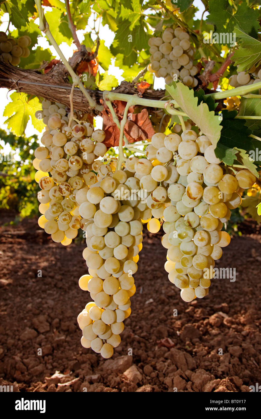Moscatel High Resolution Stock Photography and Images - Alamy