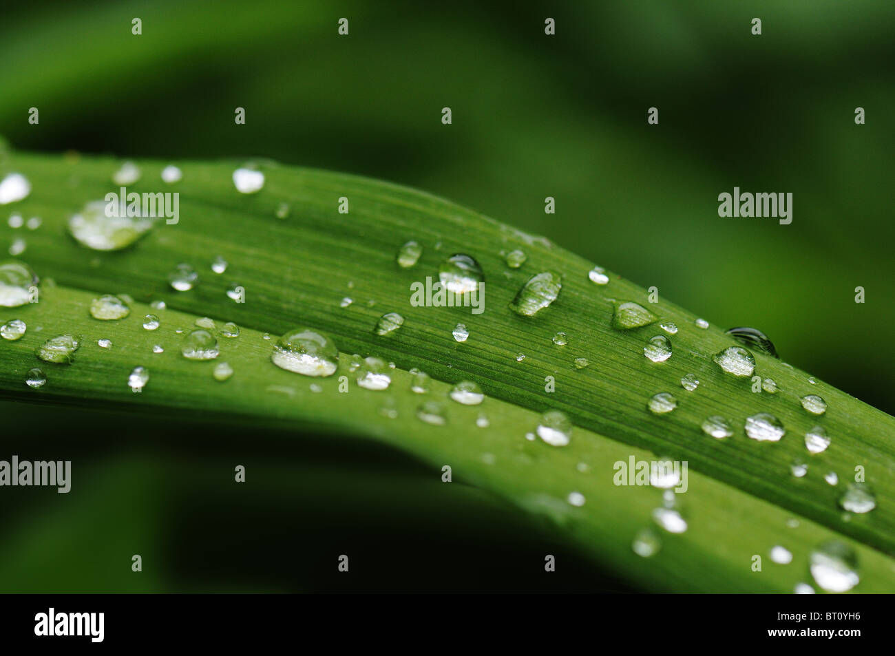 Rib grass hi-res stock photography and images - Alamy