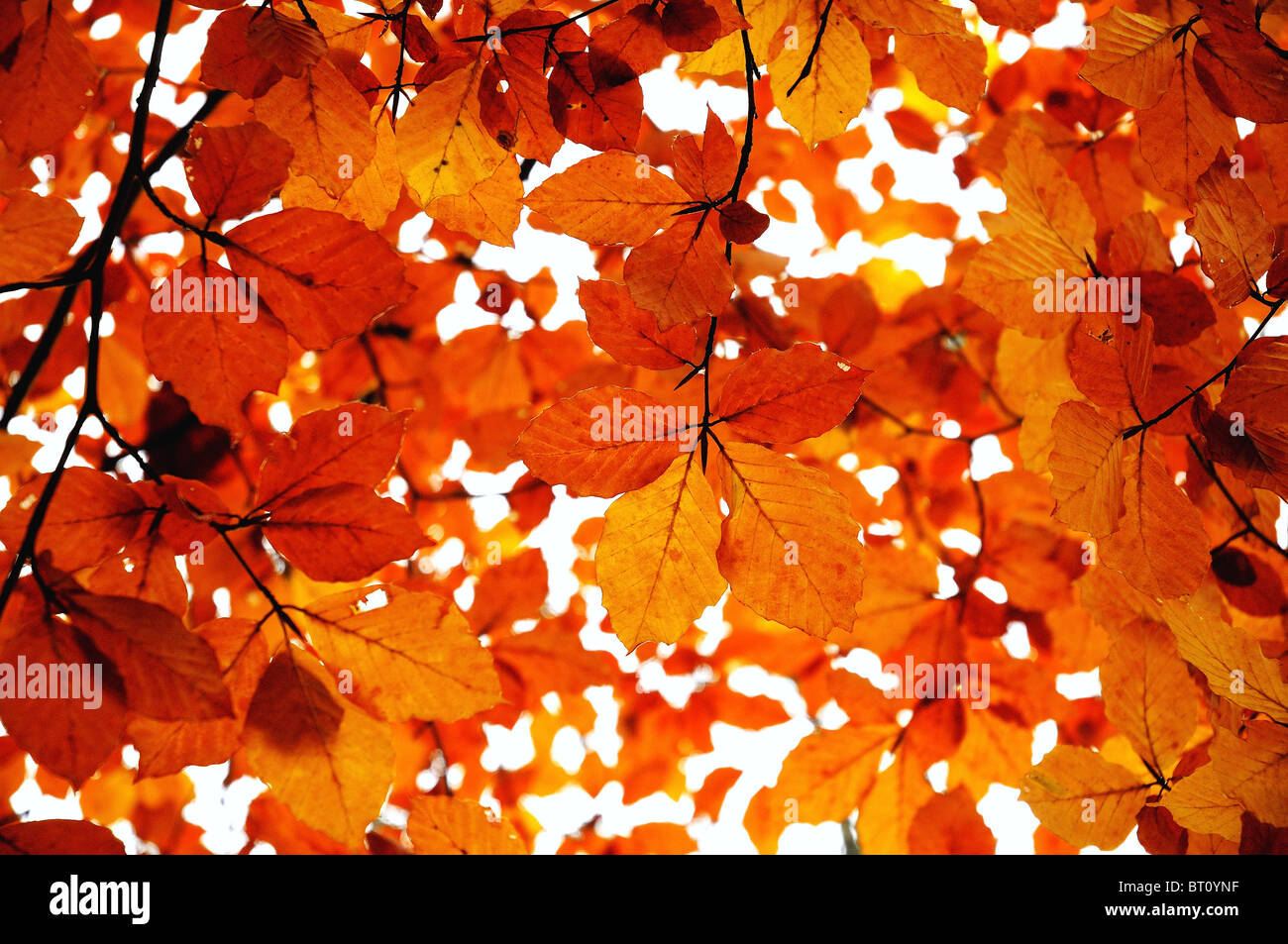 Rust color autumn leaves hi-res stock photography and images - Alamy