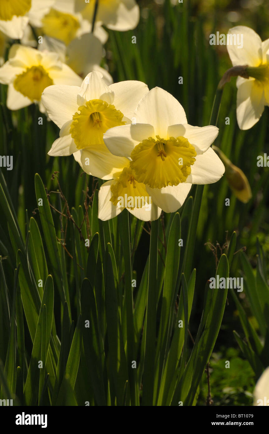 Spring daffodils catching the sun Stock Photo - Alamy