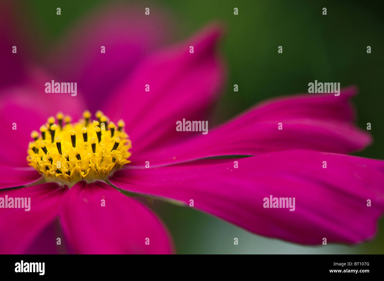 The cosmos hi-res stock photography and images - Alamy