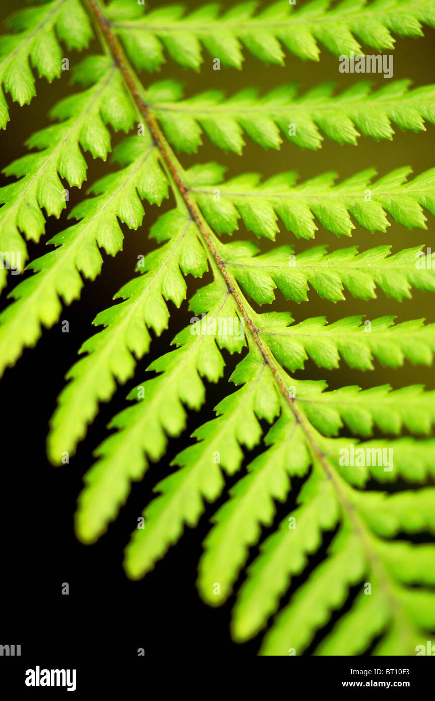 Leaf blade blades hi-res stock photography and images - Alamy