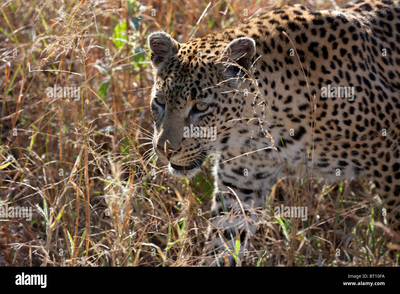 Prowling leopard hi-res stock photography and images - Alamy