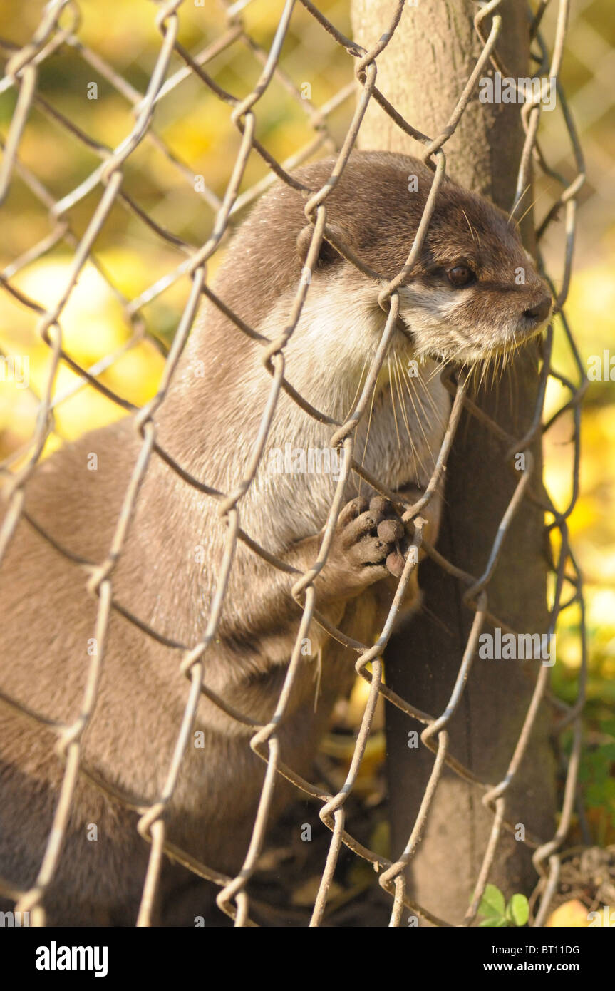 Otter trap hi-res stock photography and images - Alamy