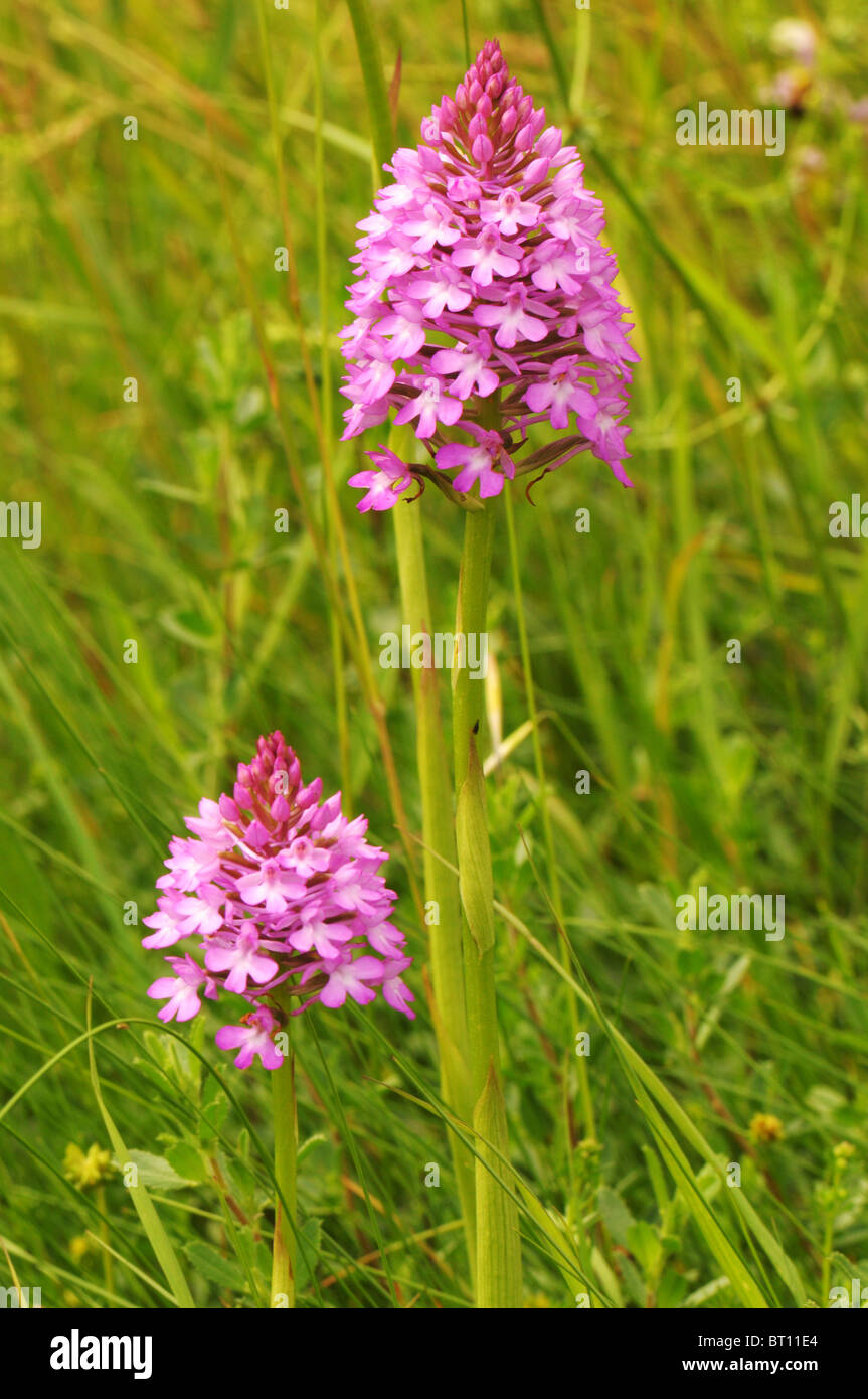 Pyramid Orchids have colonized a grass verge in the Vendee, France ...