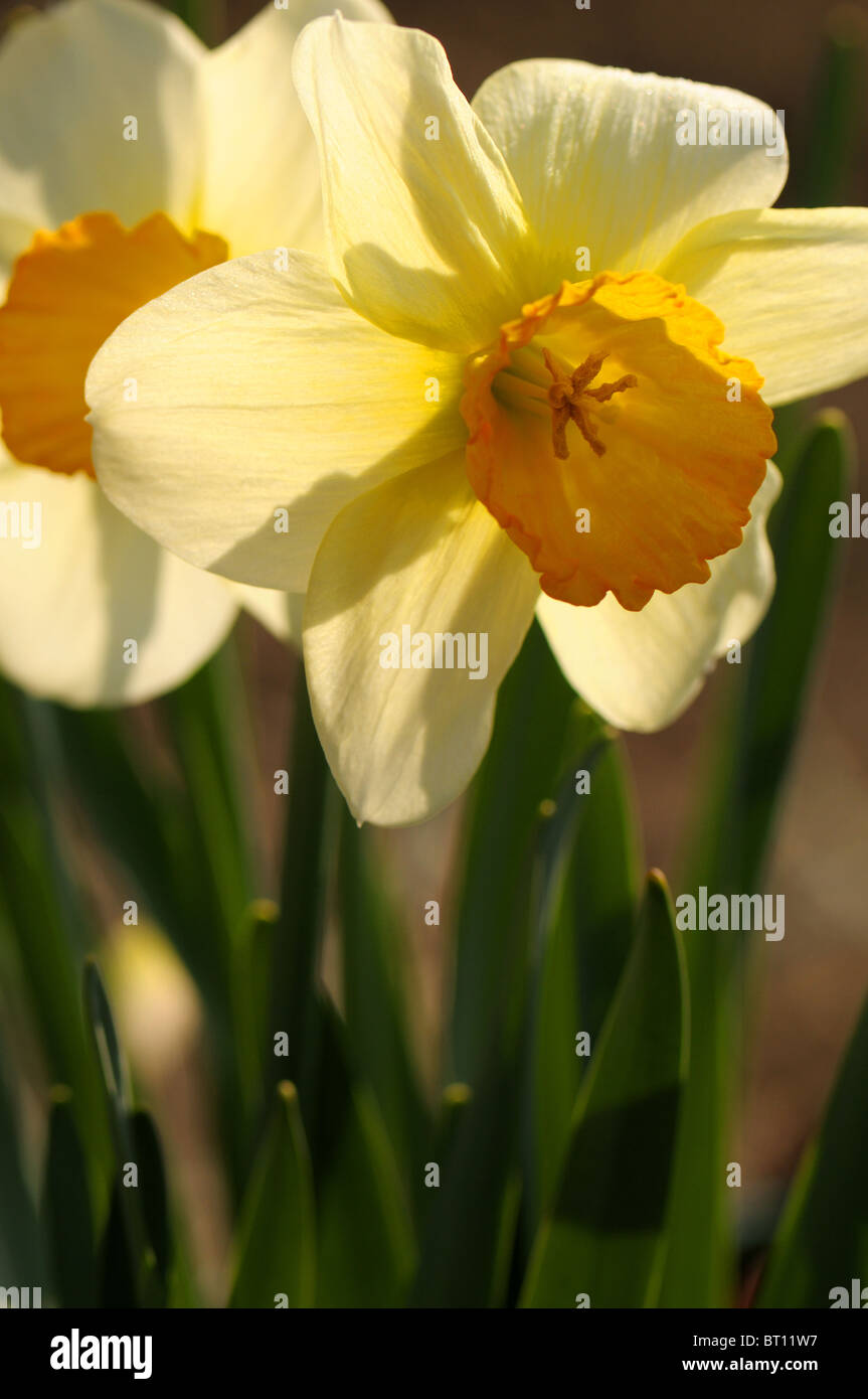 Spring daffodils catching the sun Stock Photo - Alamy