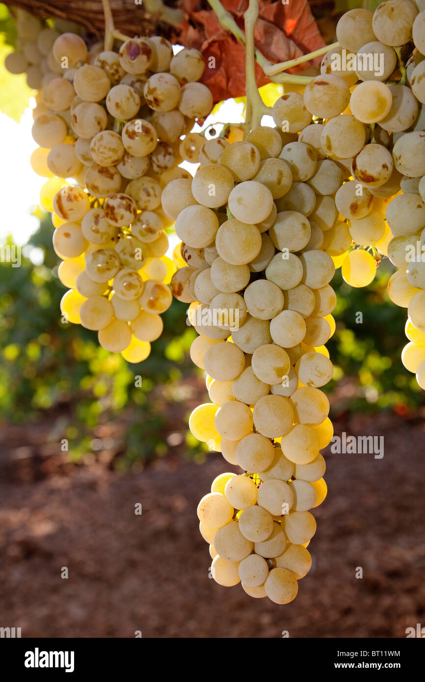 Uvas moscatel en Mollina Málaga Andalucía España Muscat grapes in ...