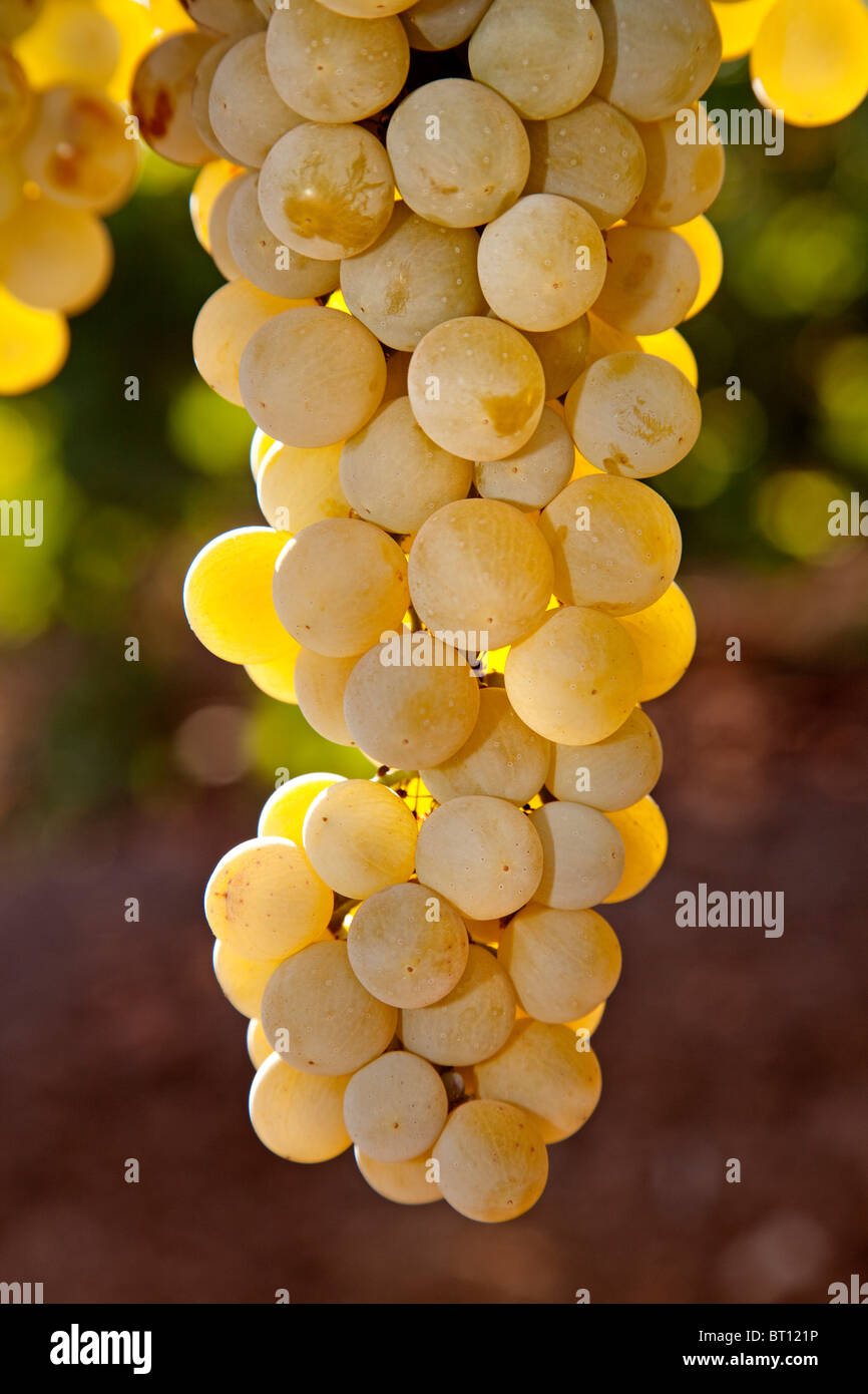 Moscatel High Resolution Stock Photography and Images - Alamy