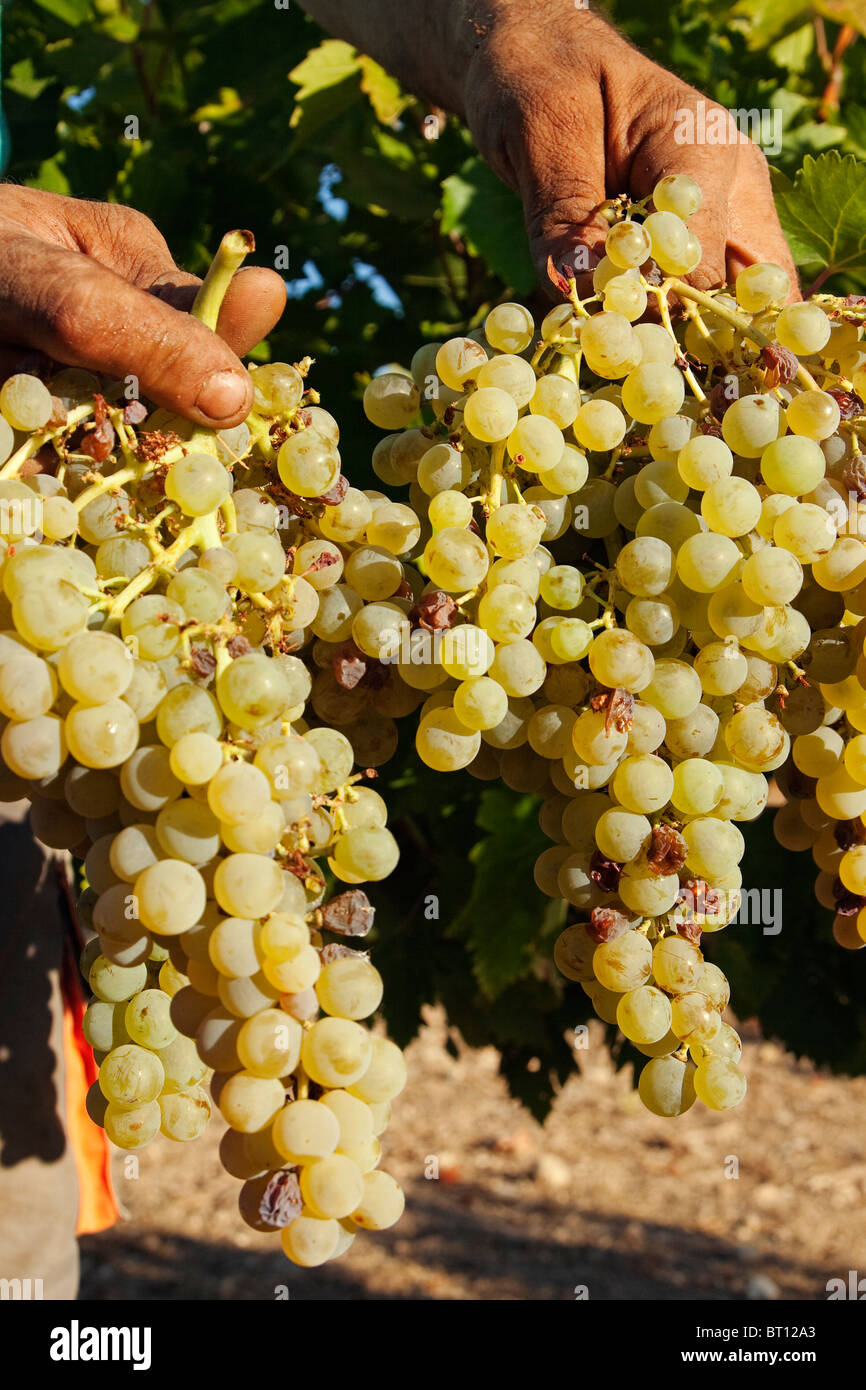 Imagenes agricolas hi-res stock photography and images - Alamy