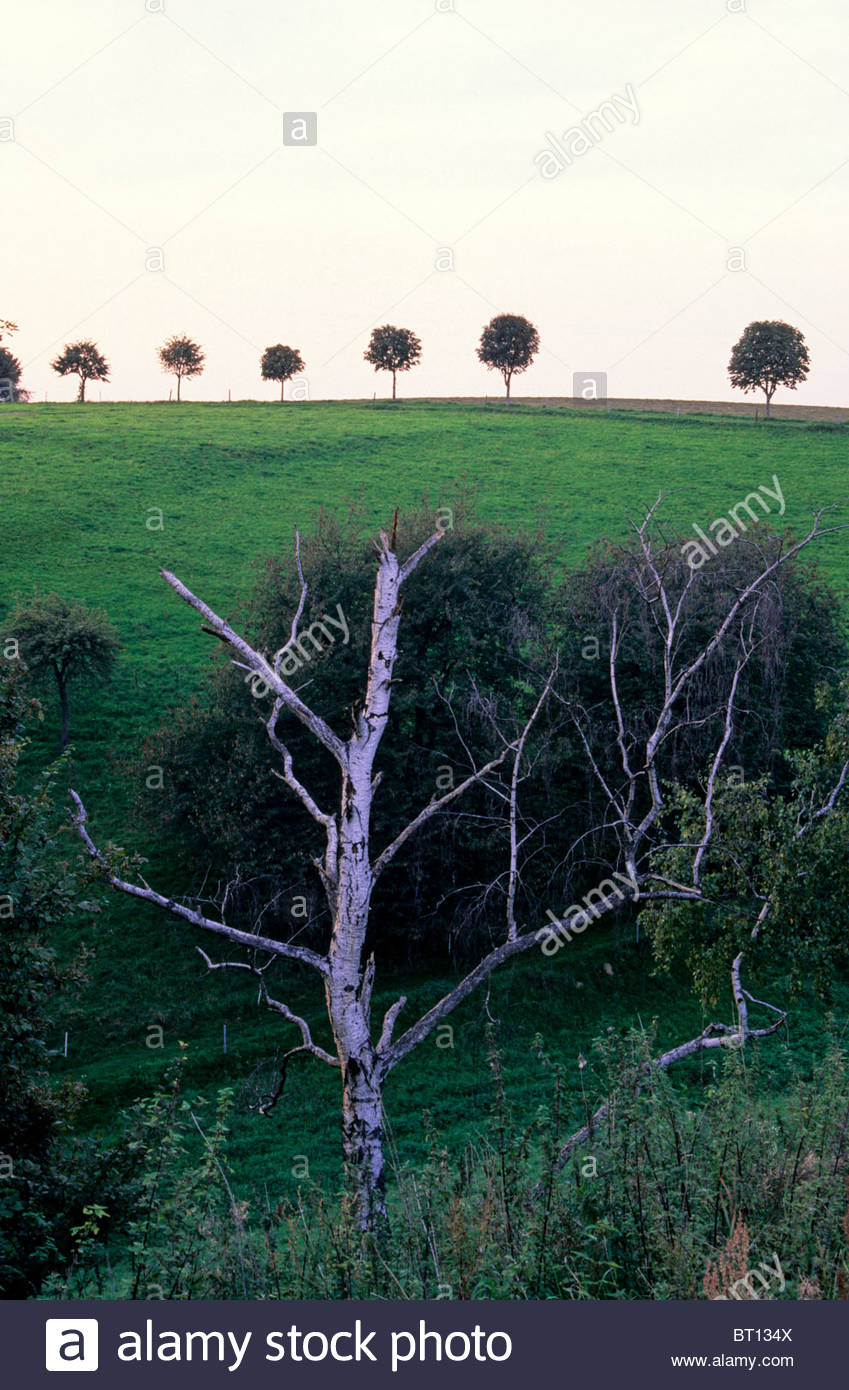Dead Birch Tree Stock Photos & Dead Birch Tree Stock Images - Alamy