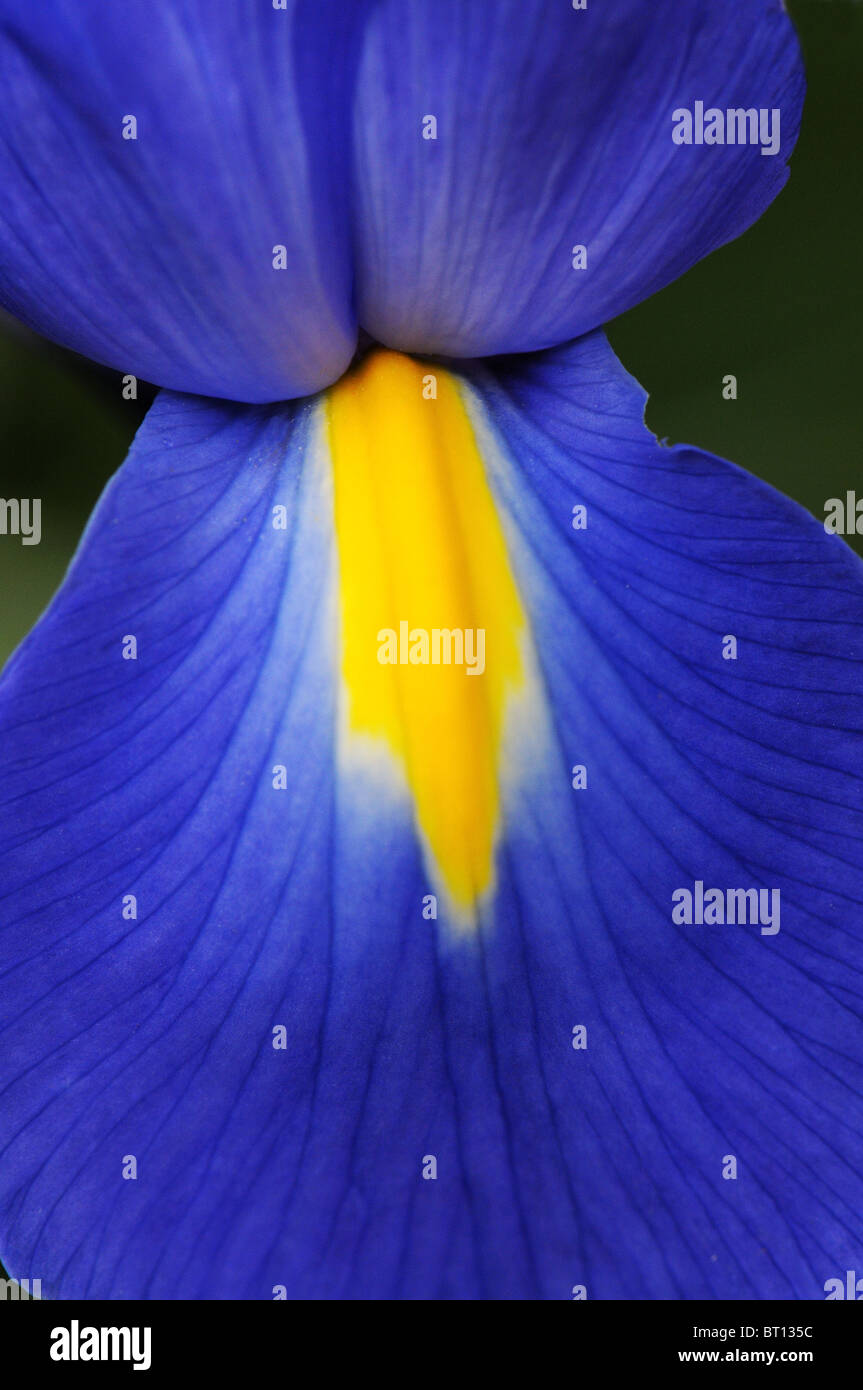 Blue Iris flower Stock Photo - Alamy