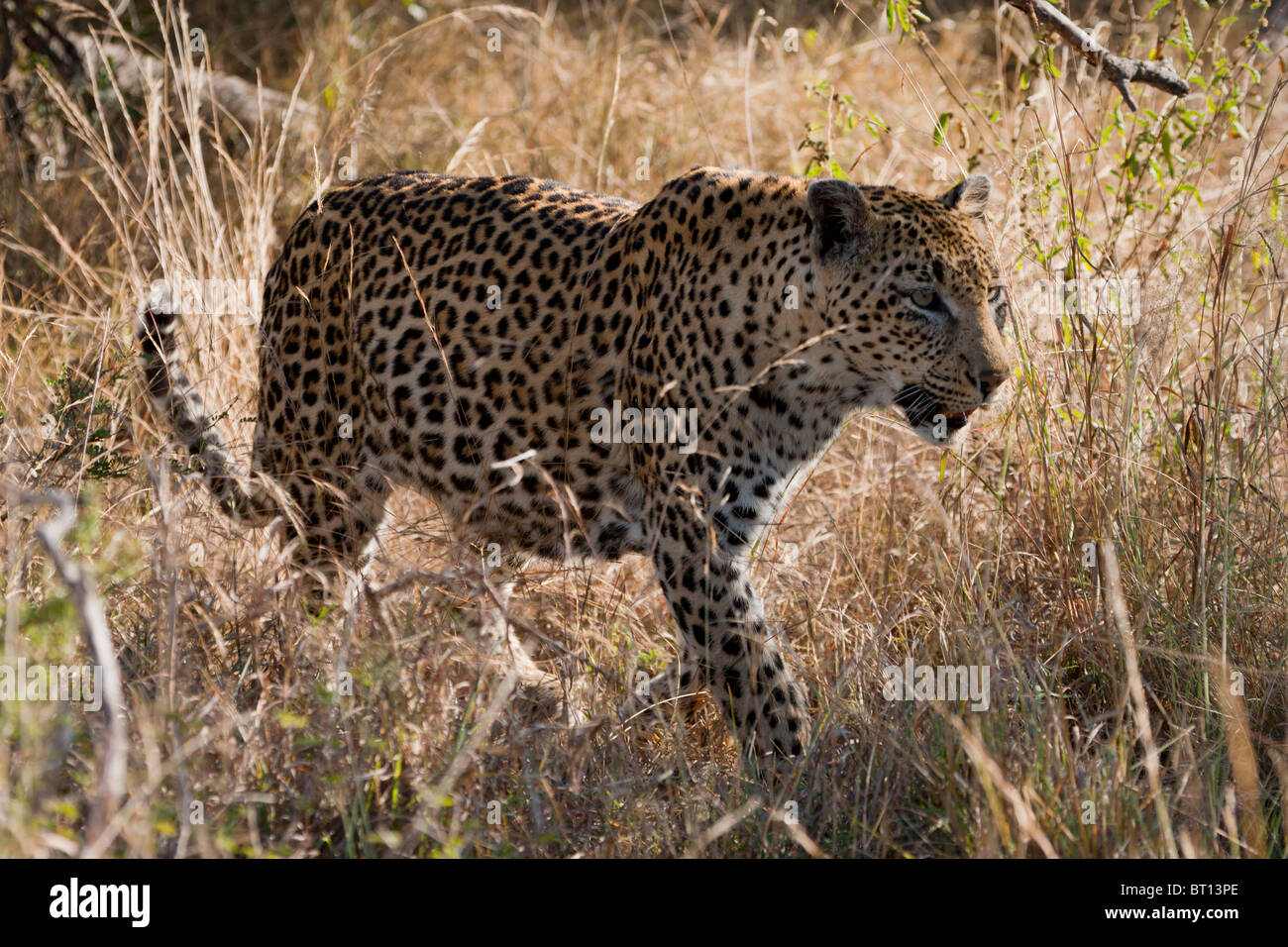 Prowling Leopard High Resolution Stock Photography and Images - Alamy
