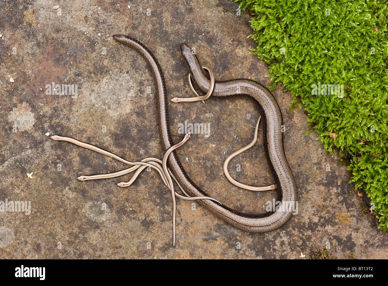 Young slow worm hi-res stock photography and images - Alamy