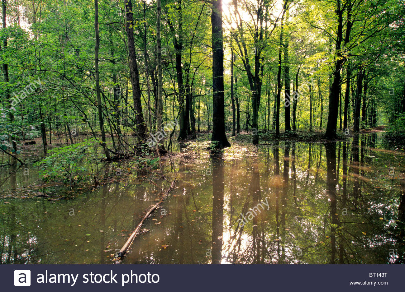 Riverside Forest High Resolution Stock Photography and Images - Alamy