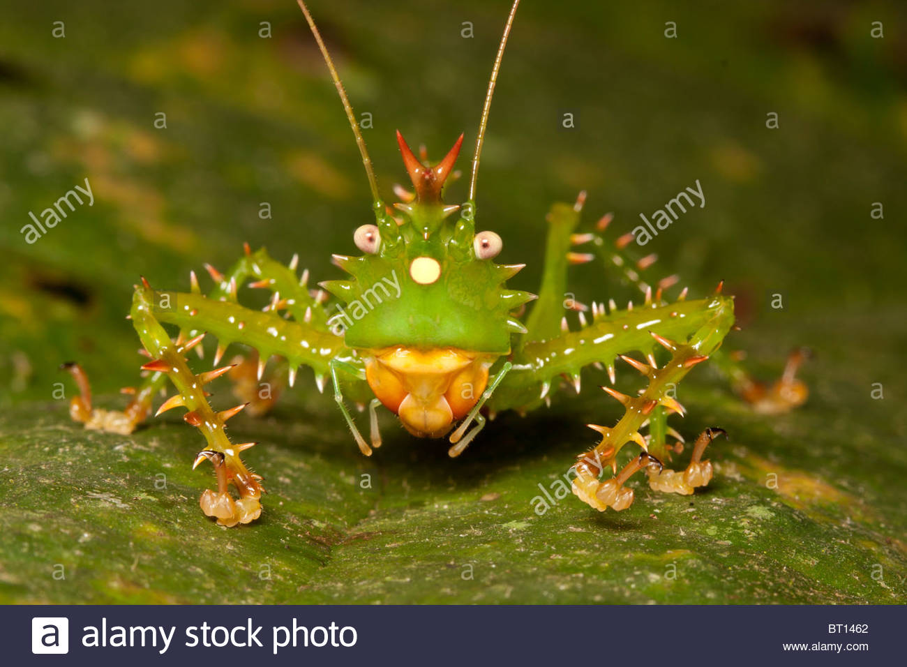 Weird Insect High Resolution Stock Photography and Images - Alamy