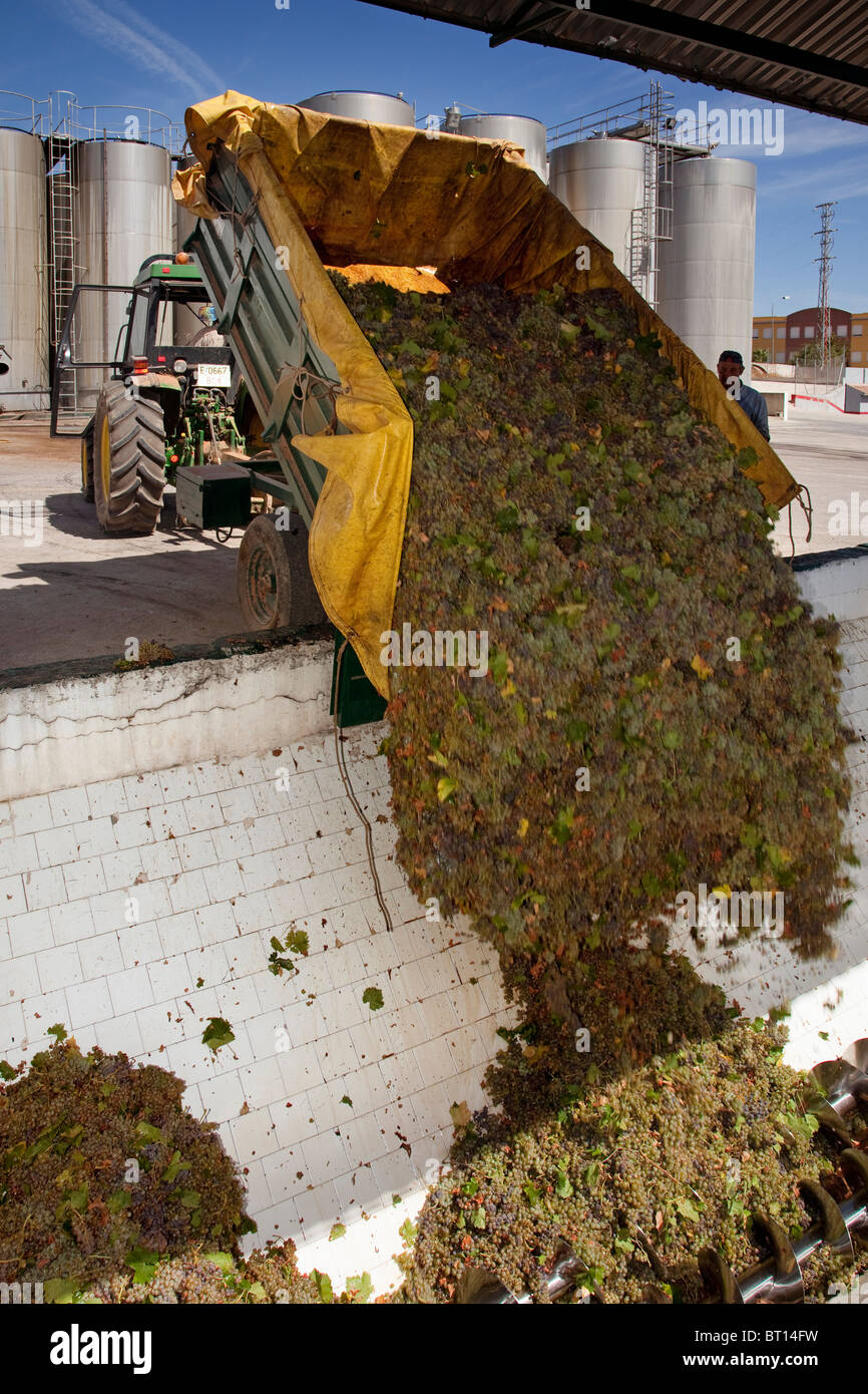 Vendimia de uvas moscatel en Mollina Málaga Andalucía España Muscat ...
