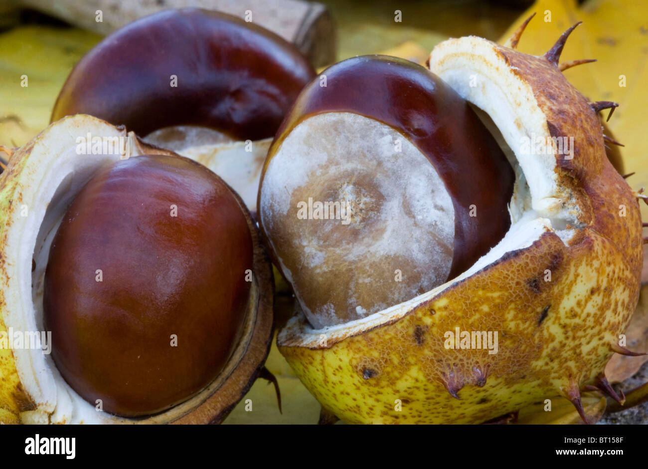 Conkers Laying on the Ground Stock Photo - Alamy