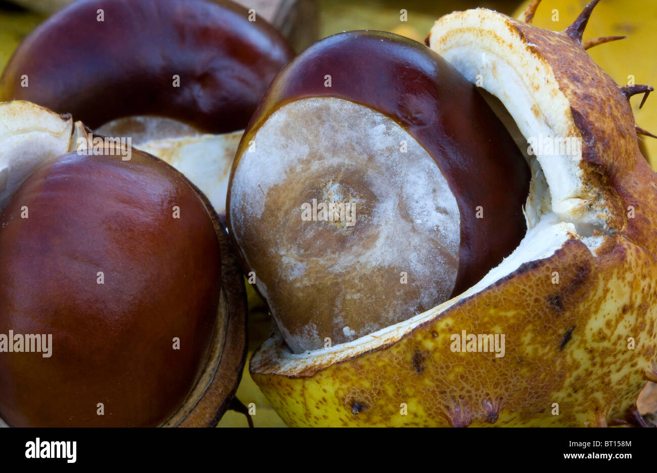 Conkers Laying on the Ground Stock Photo - Alamy