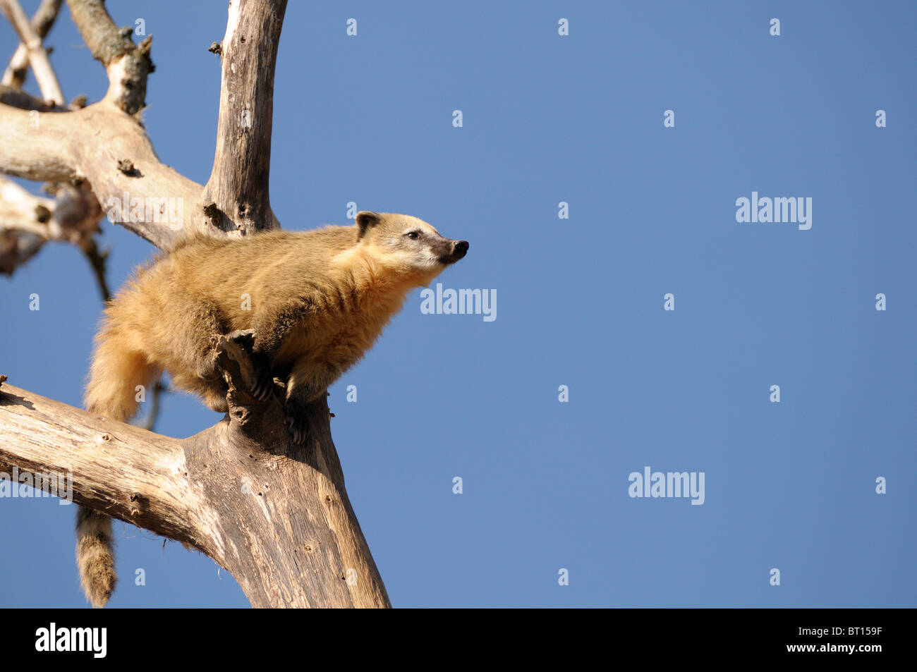 Coati climbing a tree hi-res stock photography and images - Alamy