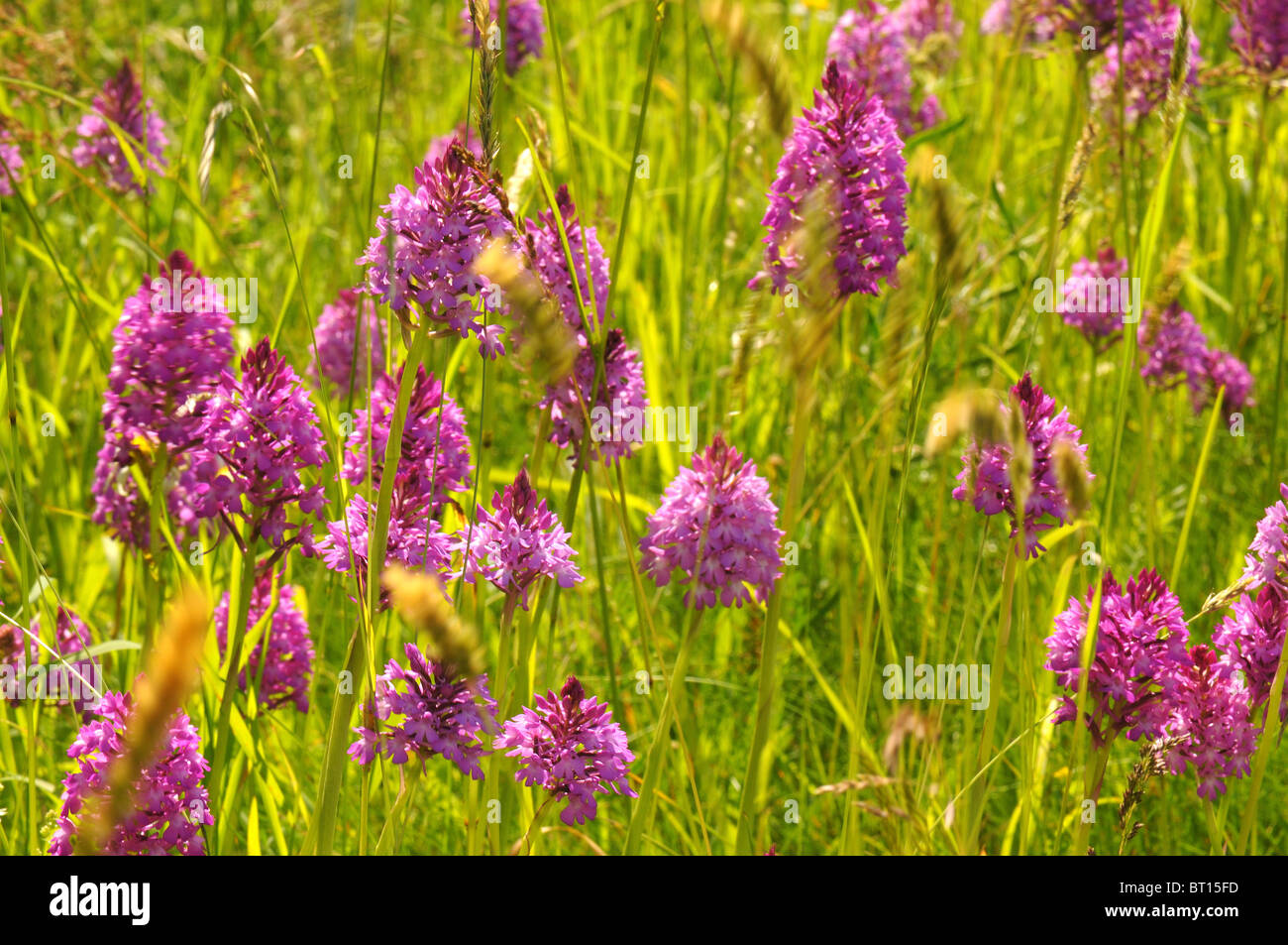 Pyramid orchid road hi-res stock photography and images - Alamy
