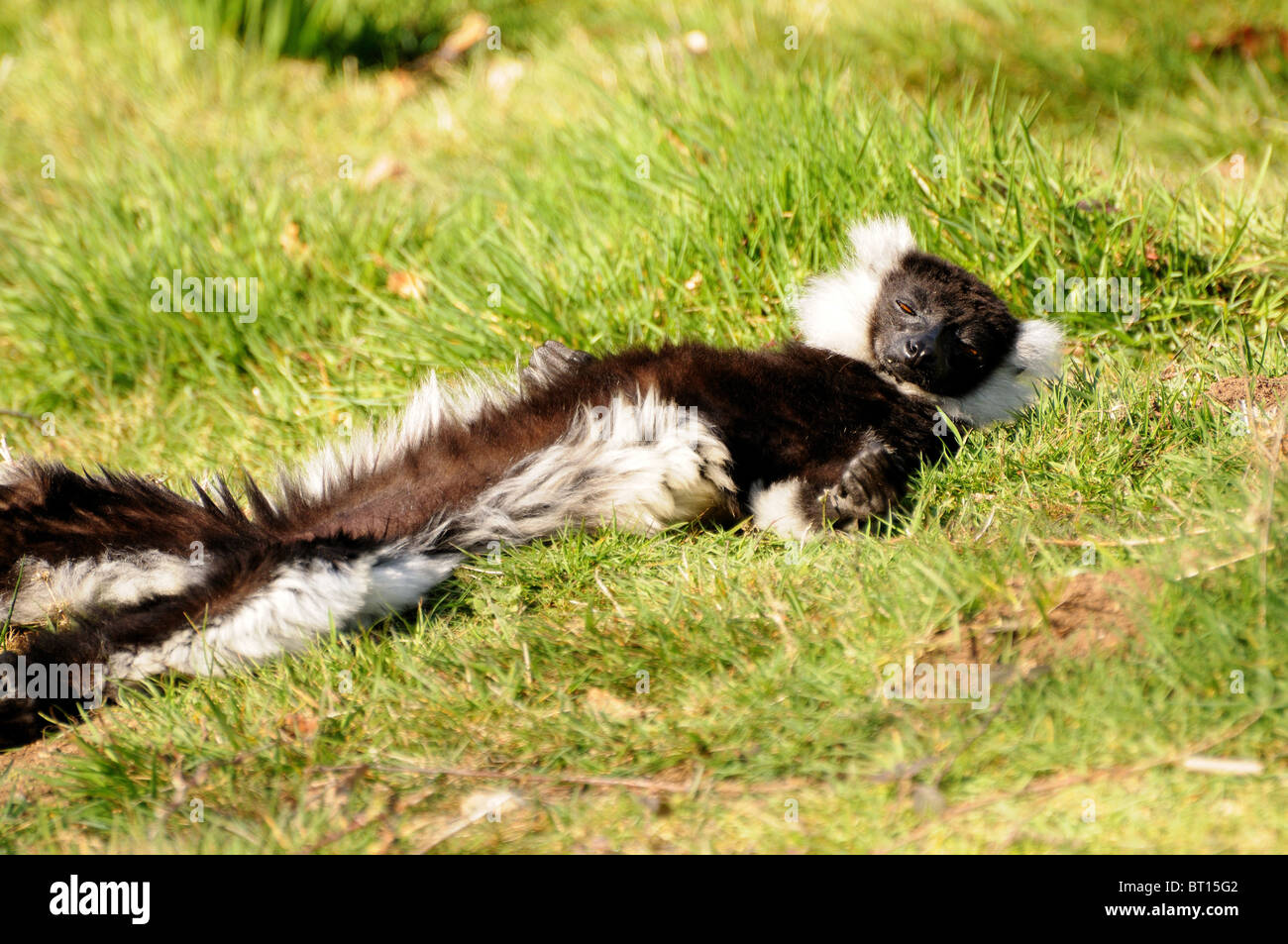 A lemeur sunning itself in a zoological park in the Vendee, France ...