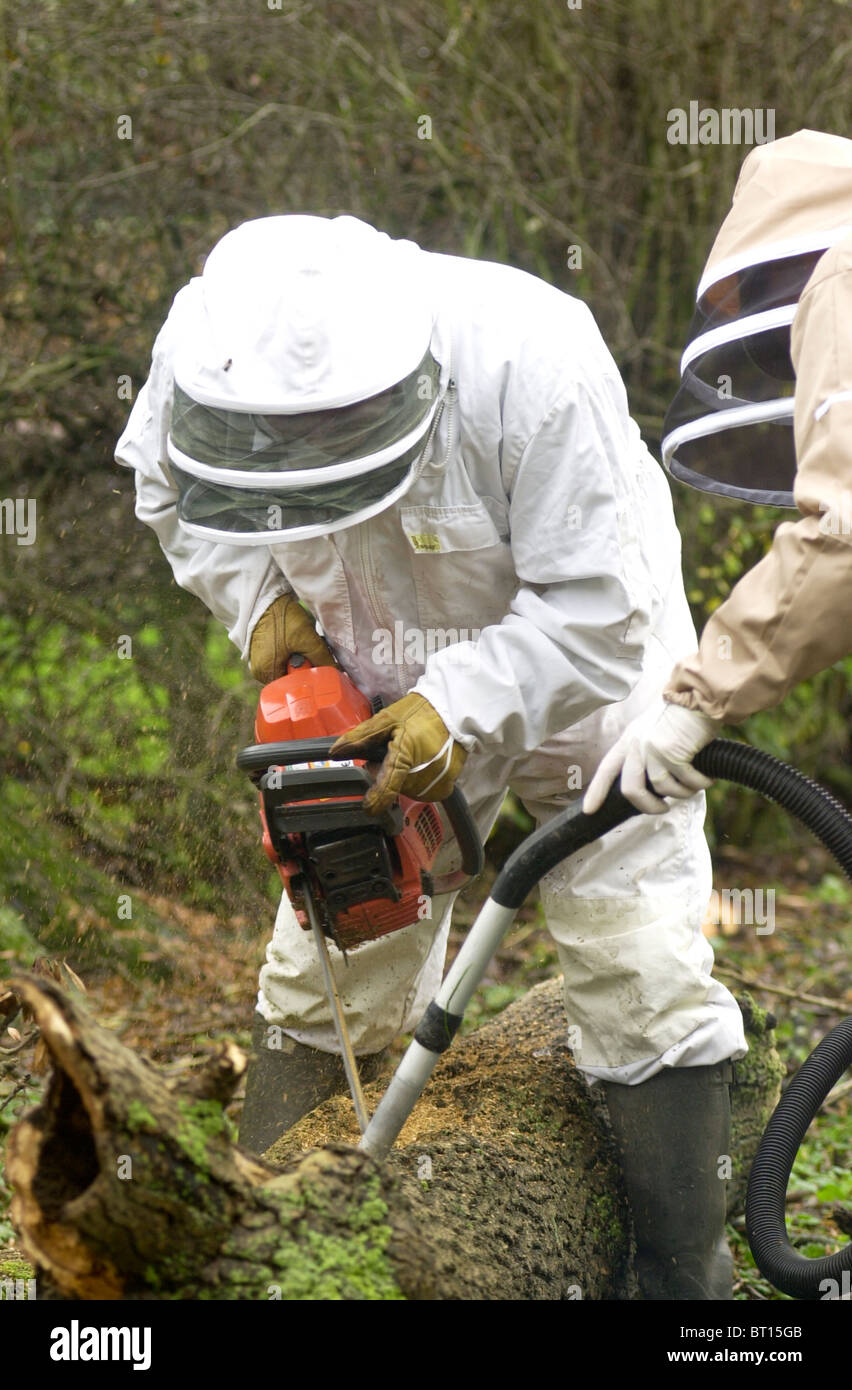 Bee keepers remove a bee's nest from a tree UK Stock Photo - Alamy