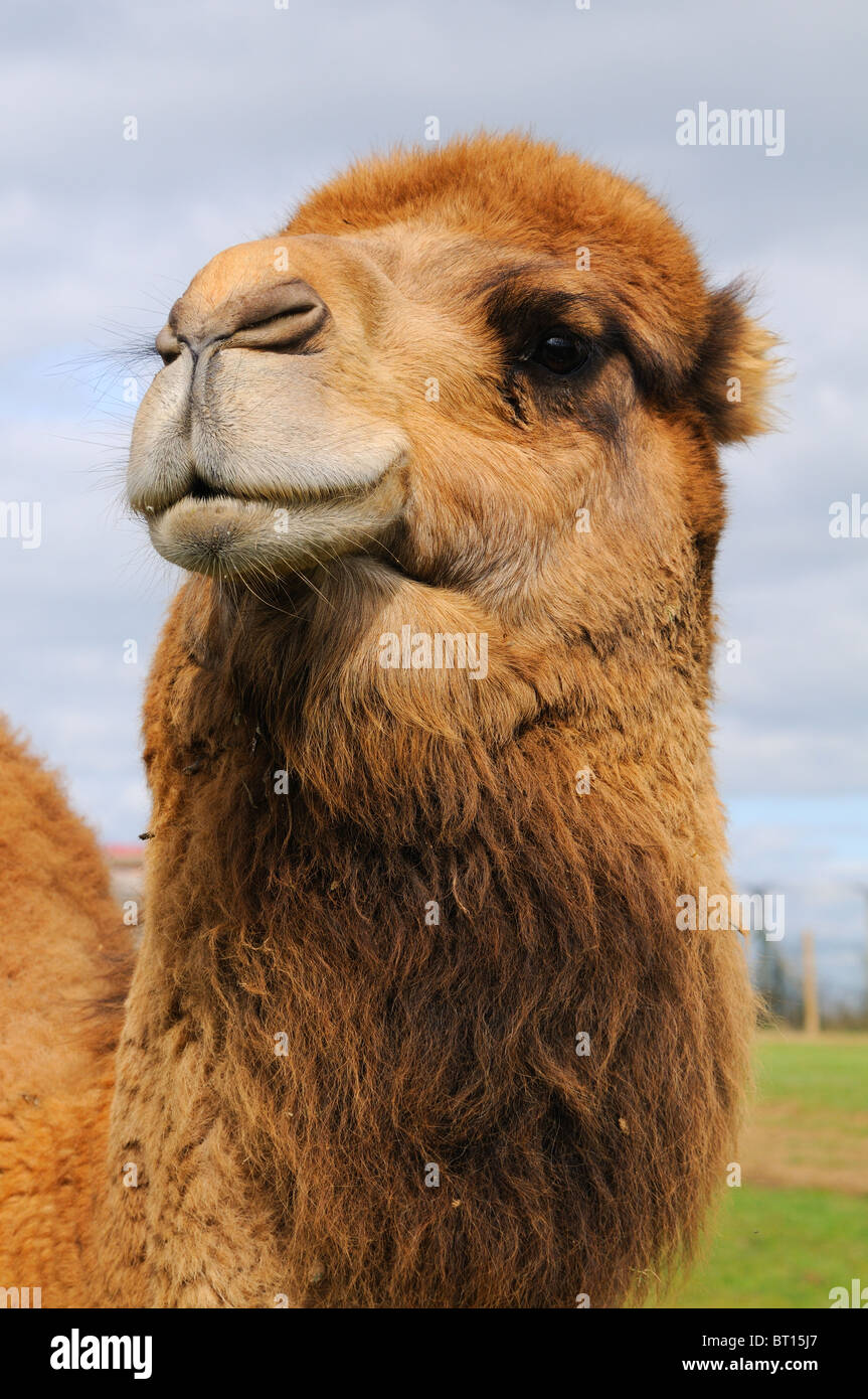 Camel spitting hi-res stock photography and images - Alamy