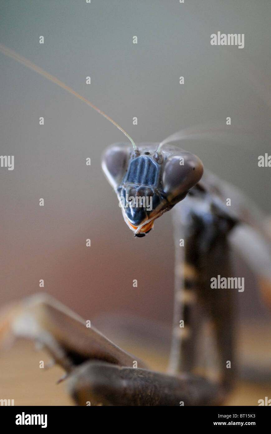 Female praying Mantis Stock Photo - Alamy
