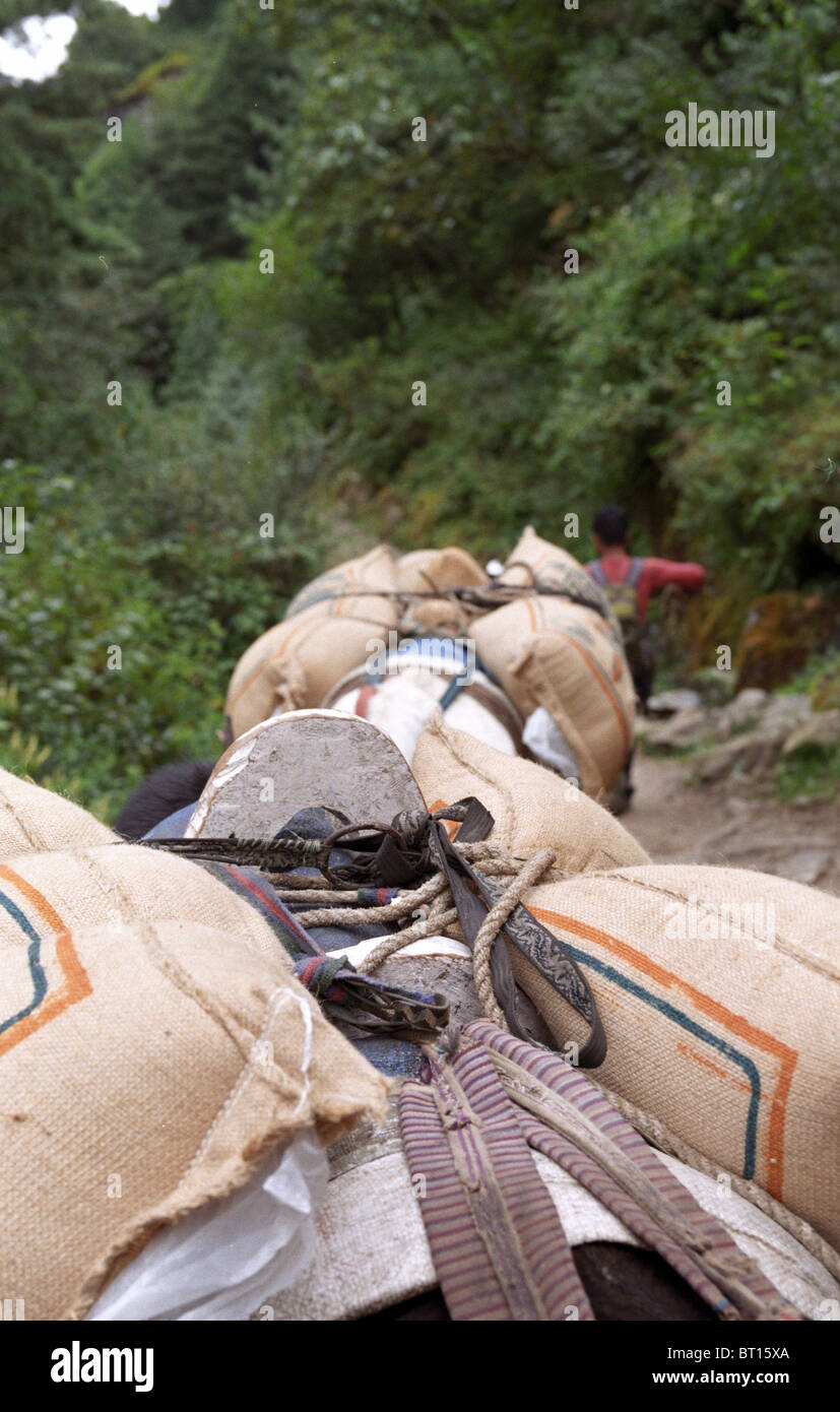 Yak train sherpa mountains hi-res stock photography and images - Alamy