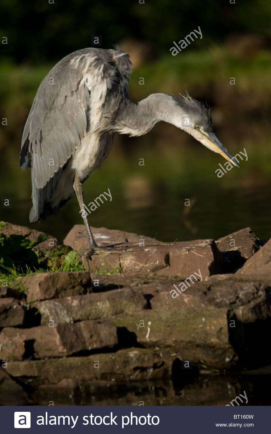 Gray Stork High Resolution Stock Photography and Images - Alamy