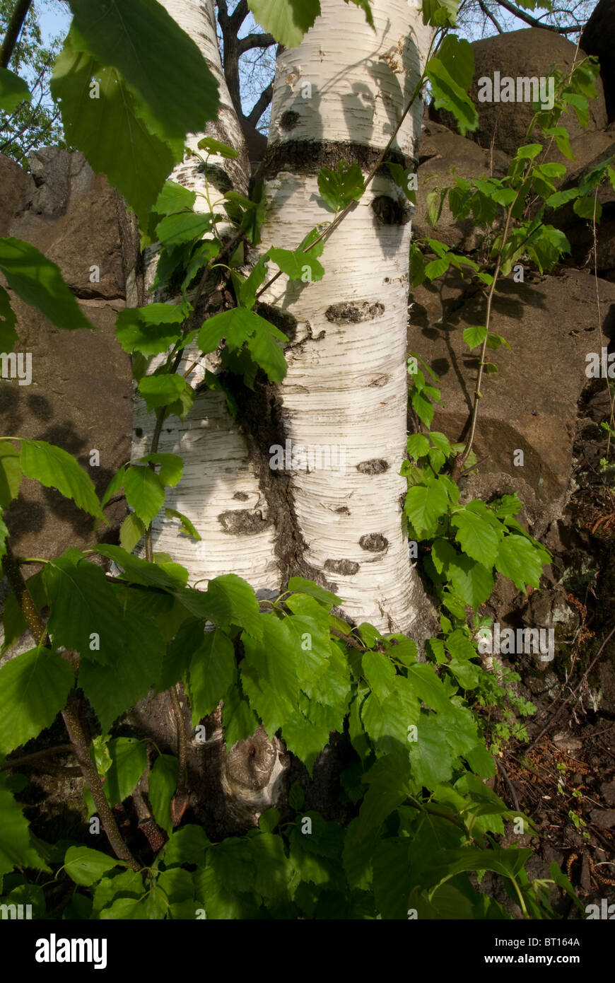 Birch tree square hi-res stock photography and images - Alamy