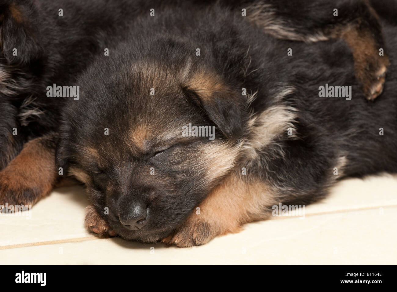 German Shepherd Dog puppies at four weeks old Stock Photo - Alamy