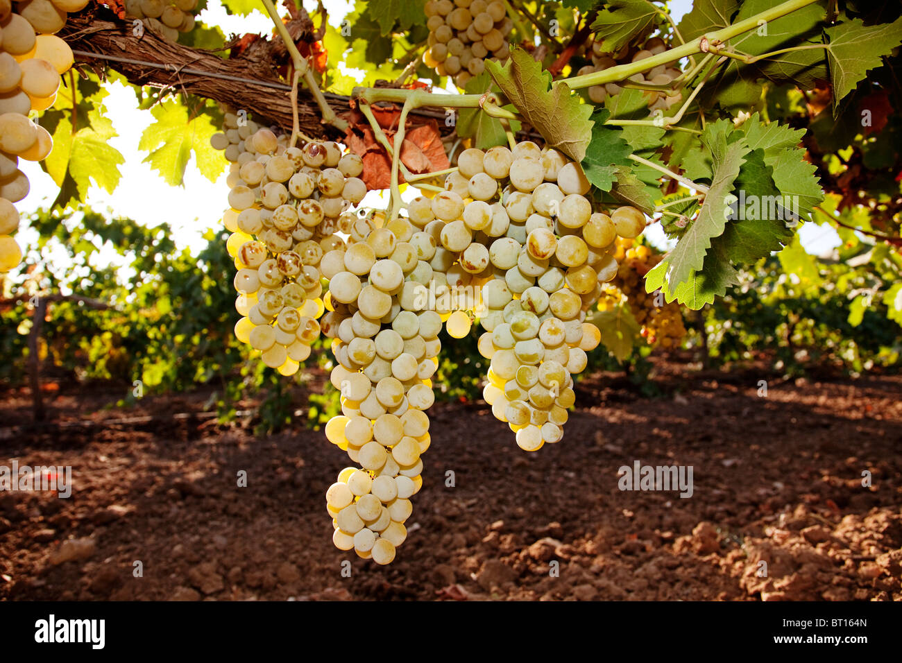 Moscatel High Resolution Stock Photography and Images - Alamy