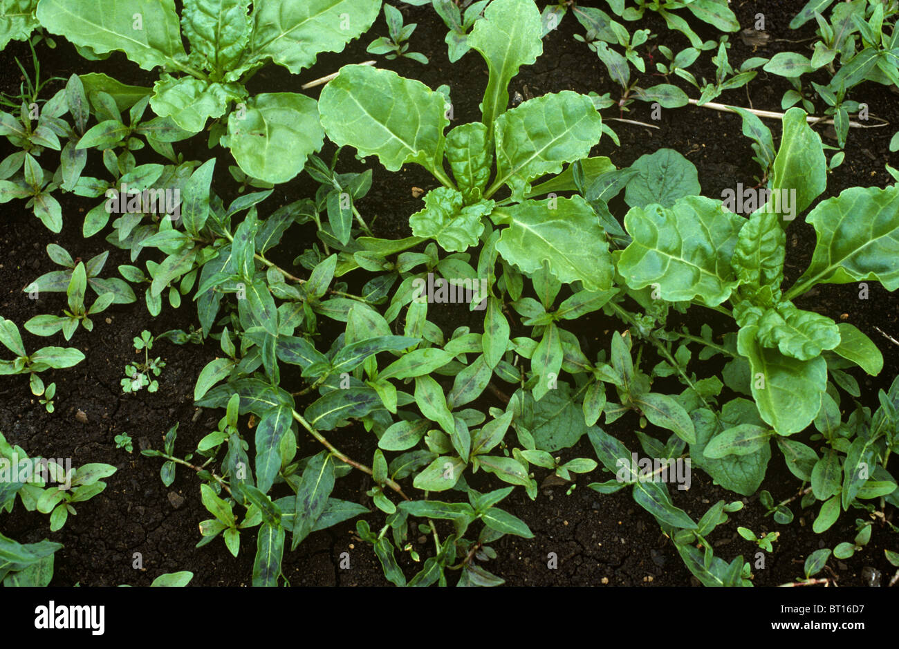 Weed root soil hi-res stock photography and images - Alamy