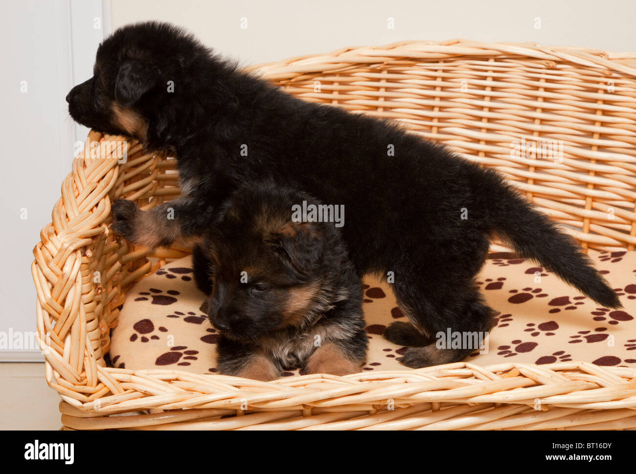 German Shepherd Dog puppies at four weeks old Stock Photo - Alamy