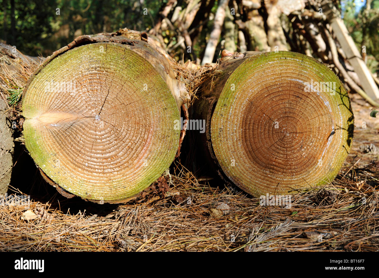 cut logs laying on the forest floor Stock Photo - Alamy