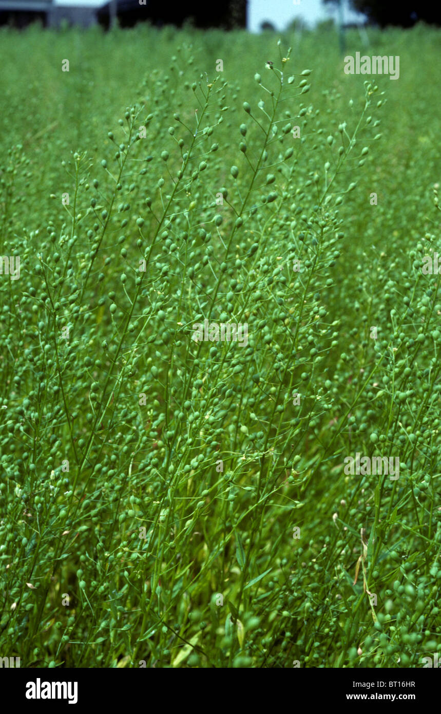 Gold of pleasure (Camelina sativa) grain crop in unripe seedhead Stock ...