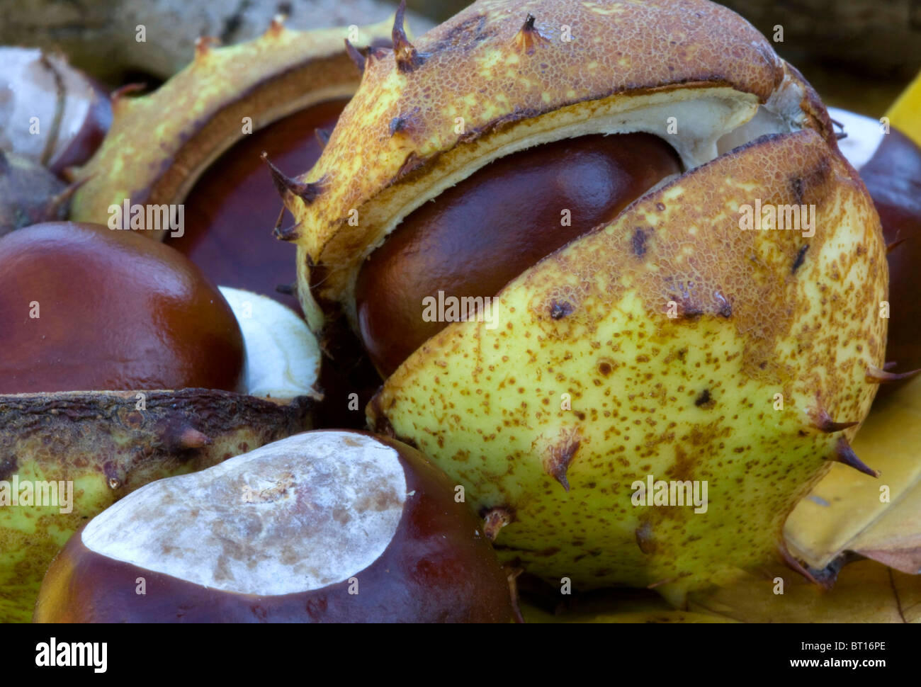 Conkers Laying on the Ground Stock Photo - Alamy