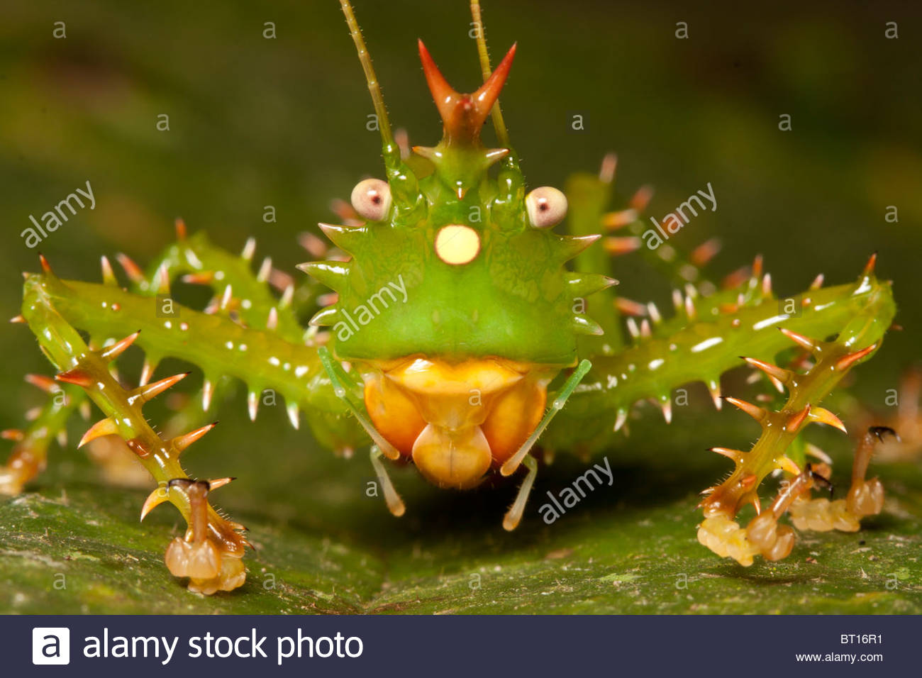 Spiny Insect High Resolution Stock Photography and Images - Alamy