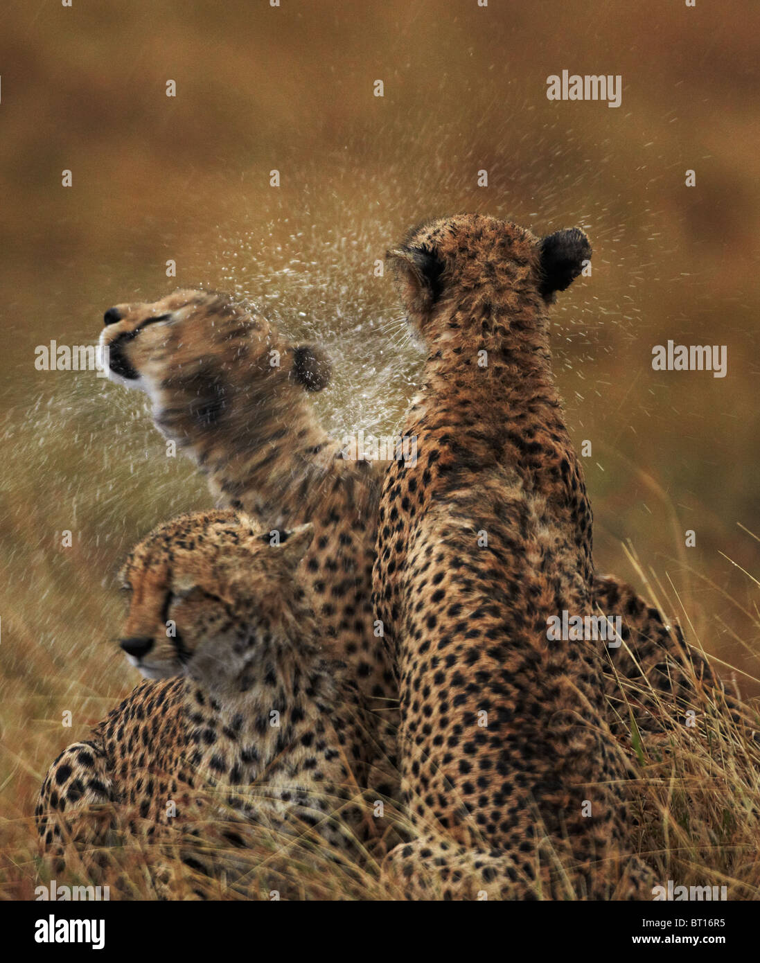 Three cheetahs caught in a rain shower in the Masai Mara, Kenya shaking ...