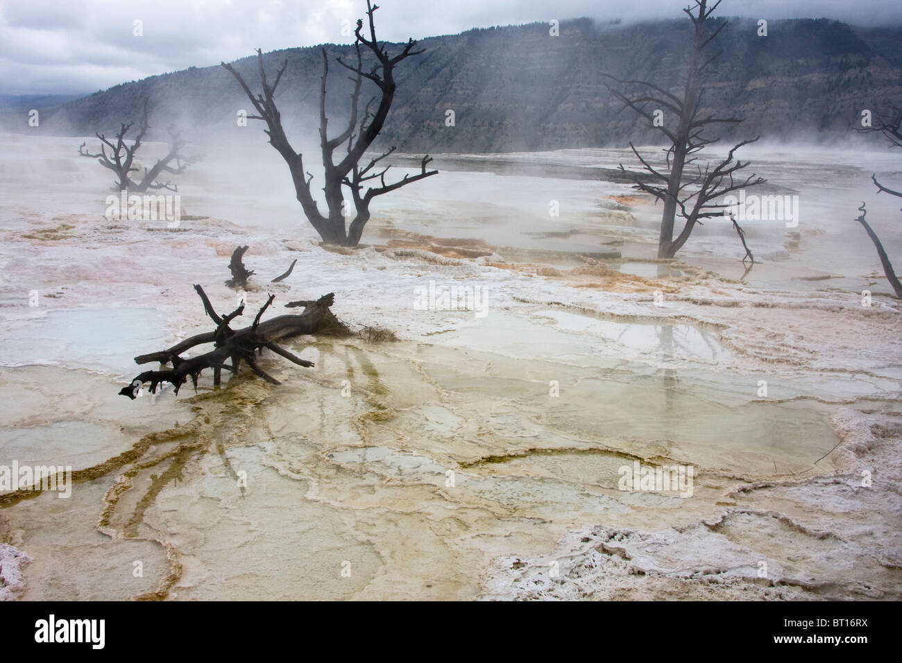 Canary Spring, Mammoth Hot Springs, Yellowstone National Park, USA ...