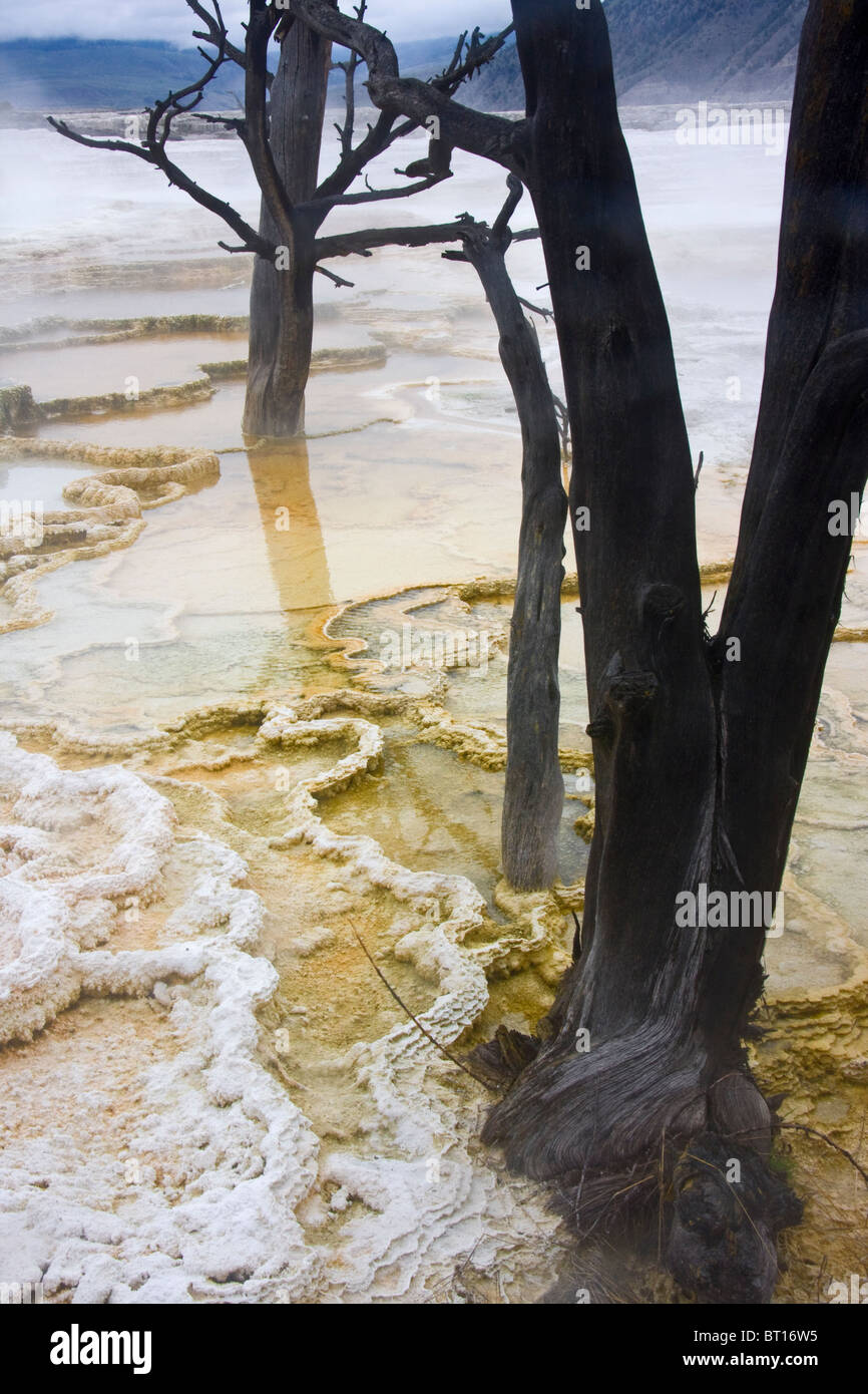 Canary Spring, Mammoth Hot Springs, Yellowstone National Park, USA ...