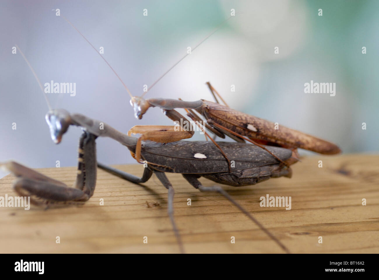 Mating praying Mantis the much smaller male is on top Stock Photo - Alamy
