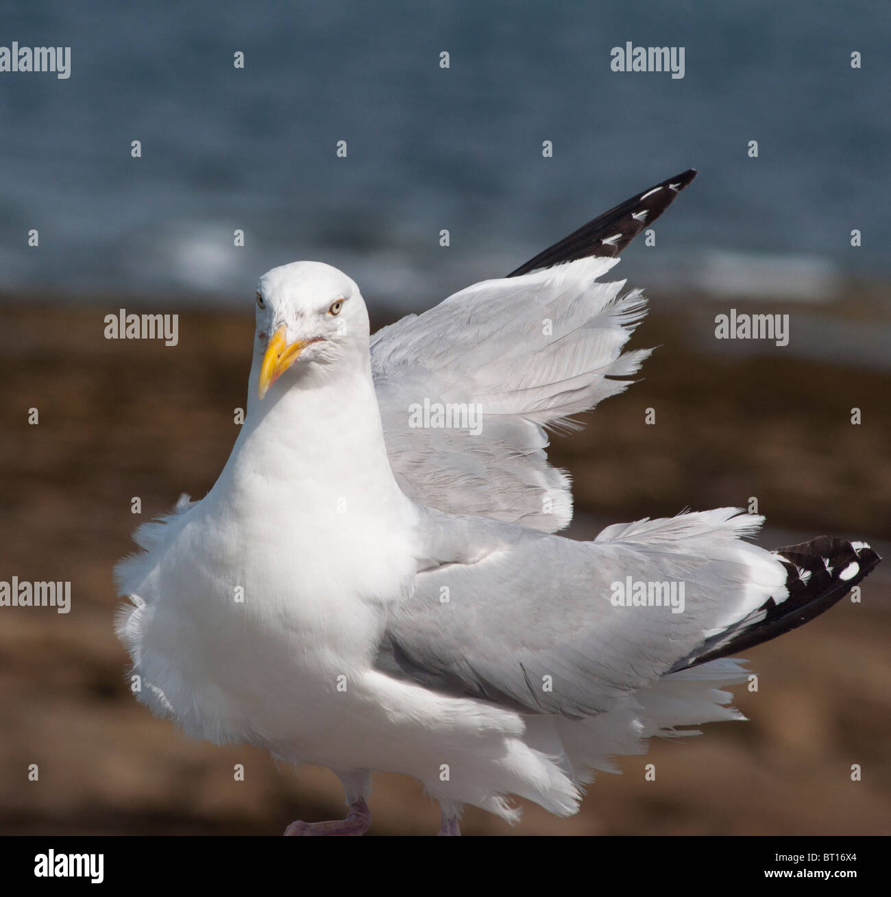 Angry seagull uk close up hi-res stock photography and images - Alamy