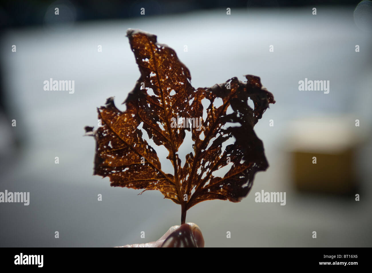 Individual single autumn fall leaf hi-res stock photography and images ...