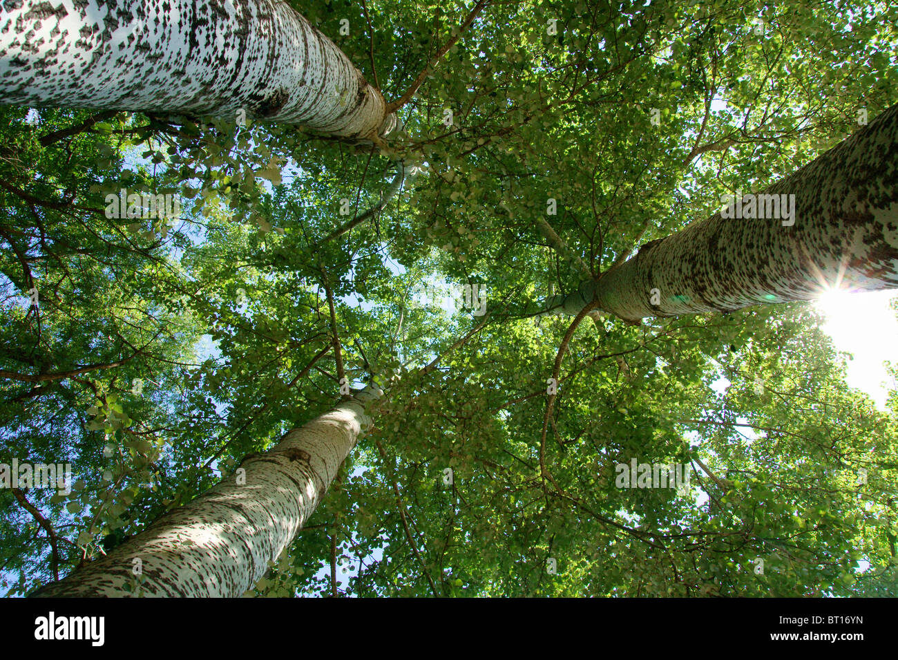 Three birches hi-res stock photography and images - Alamy